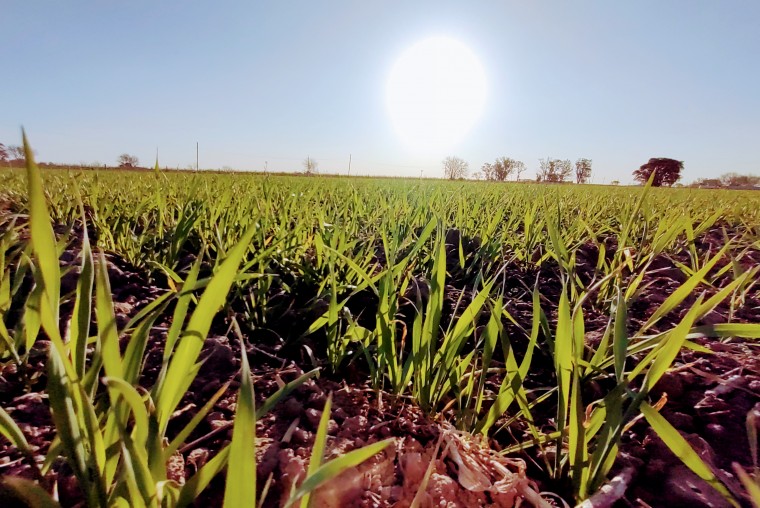 Khellin and Visnagin, Furanochromones from Ammi Visnaga - INBIOAR