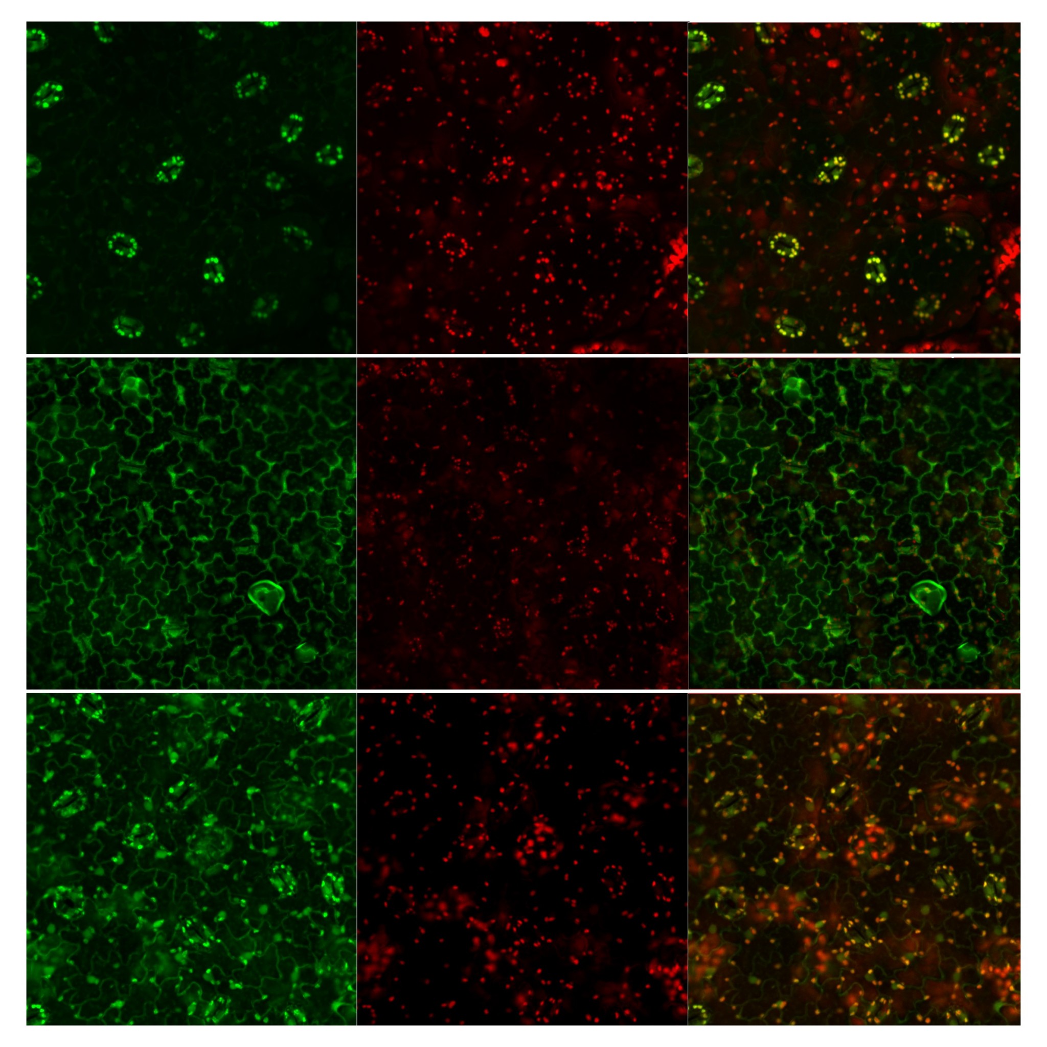 Phytotoxicity and antiproliferative activity on tumor cells - INBIOAR