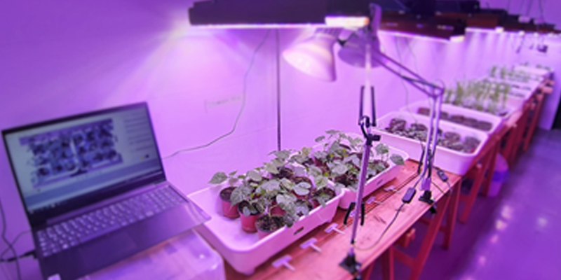 Plants fighting other plants - INBIOAR